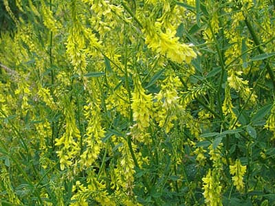 Common melilot - Melilotus officinalis (L.) Pall. - Vesselino LTD