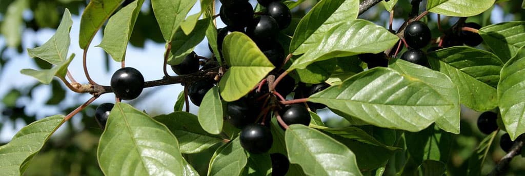 Alder buckthorn - Frangula alnus (L.) Mill. - UK Organic Medicals Group